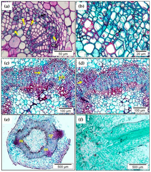 Recent Advances in Adventitious Root Formation in Chestnut
