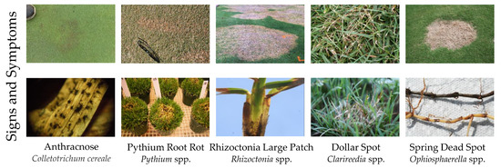 Turfgrass Disease Diagnosis: Past, Present, and Future