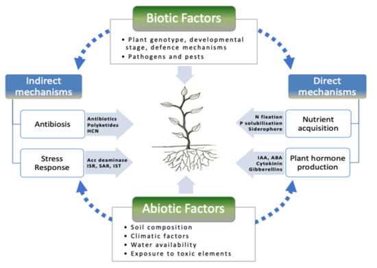 Significance of Plant Growth Promoting Rhizobacteria in Grain Legumes ...