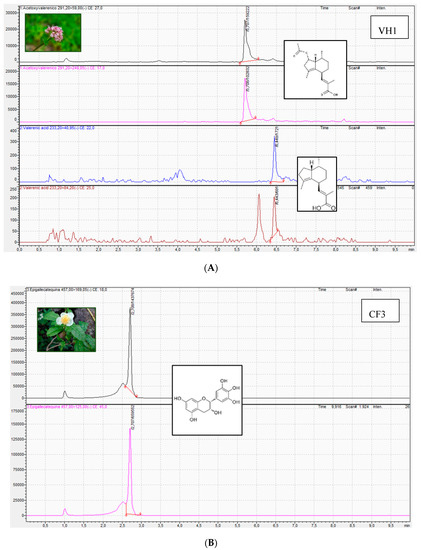 DNA-Based Authentication and Metabolomics Analysis of Medicinal Plants ...