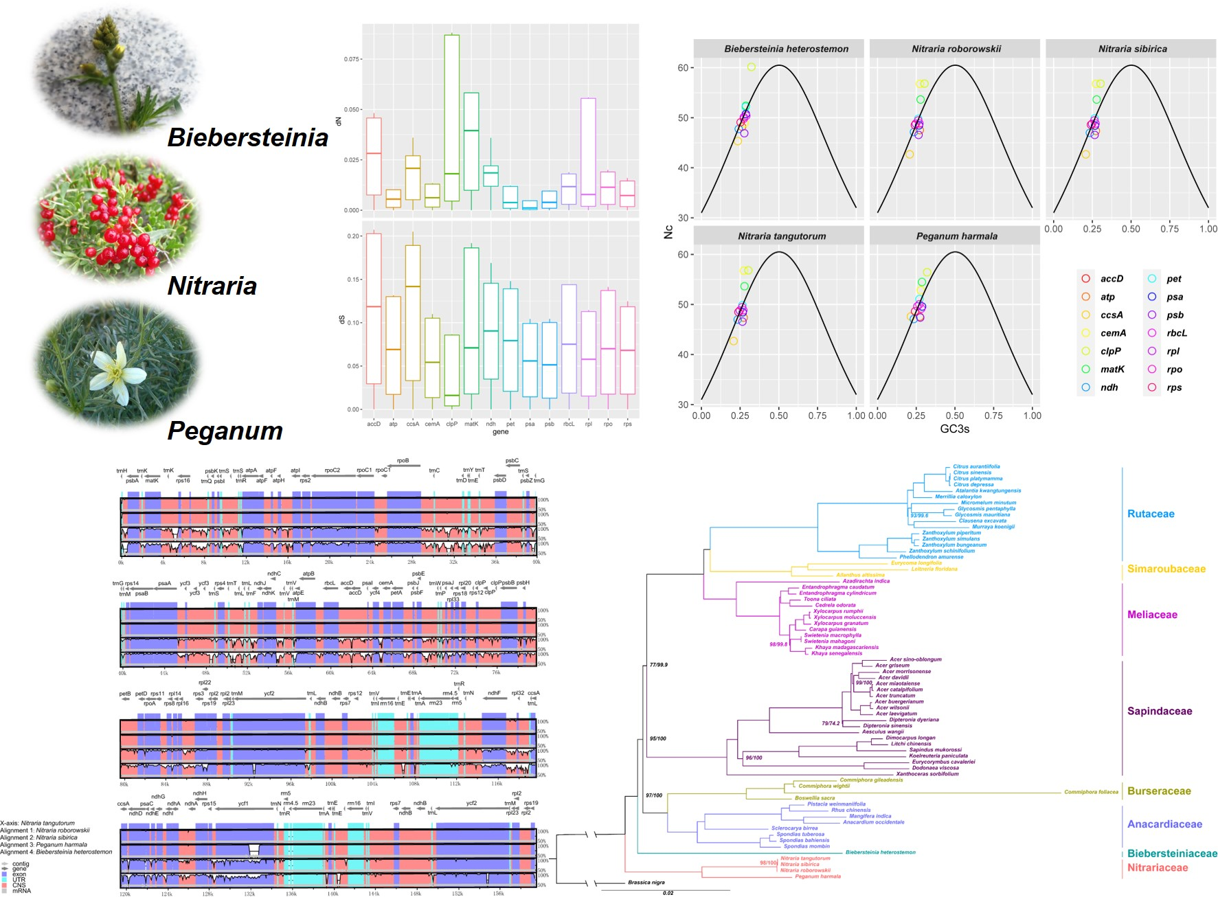 Plants | Free Full-Text | Insights into Comparative Genomics, Codon ...