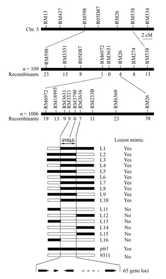 Gene Mapping, Genome-Wide Transcriptome Analysis, and WGCNA Reveals the ...