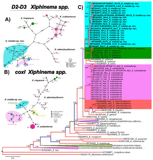 Morphostatic Speciation within the Dagger Nematode Xiphinema hispanum ...