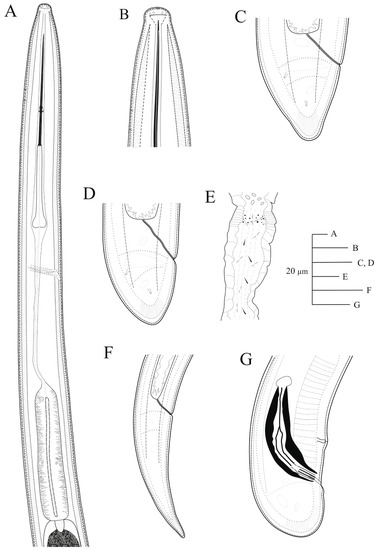 Plants | Free Full-Text | Morphostatic Speciation within the Dagger ...