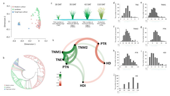 Plants | Free Full-Text | Genetic Basis of Tiller Dynamics of Rice ...