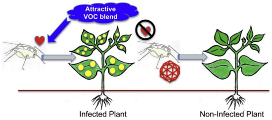 The Epidemiology of Plant Virus Disease: Towards a New Synthesis