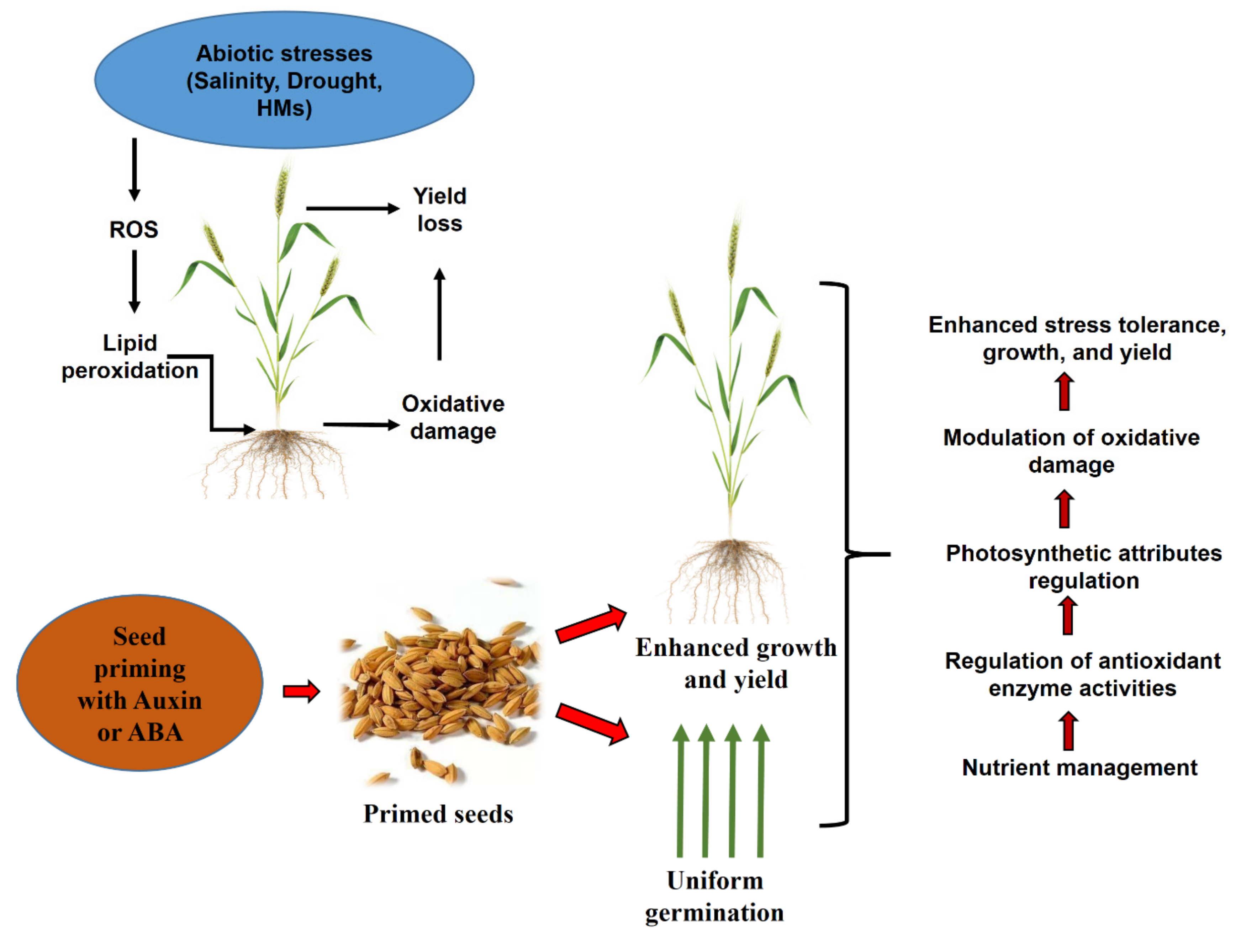 Plants Free Full Text Seed Priming With Phytohormones An Effective