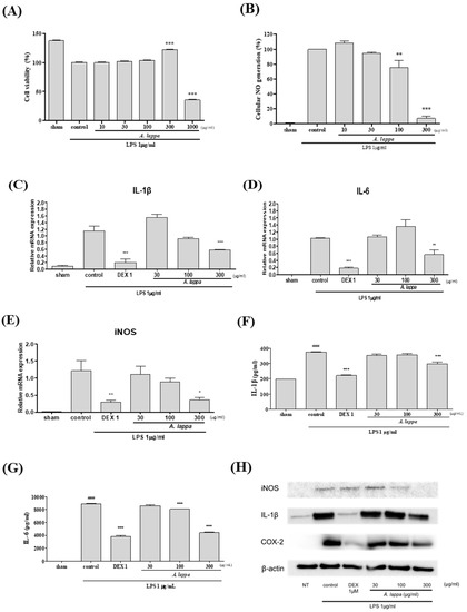 Analgesic and Anti-Inflammatory Effects of Aucklandia lappa Root ...