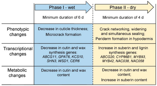 Russeting in Apple is Initiated after Exposure to Moisture Ends ...