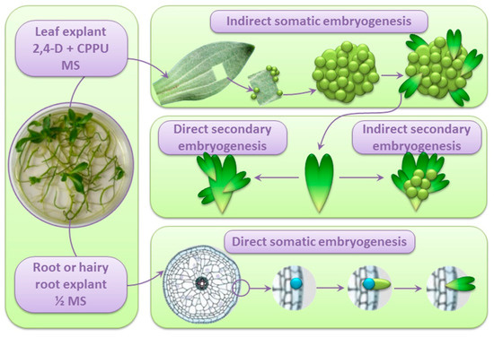 Plants | Special Issue : Plant Embryogenesis