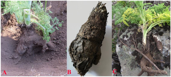 Plants | Free Full-Text | Next Chapter in the Legend of Silphion ...