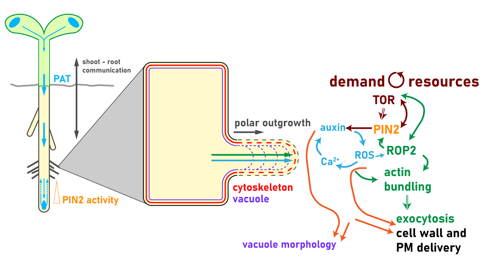 Plants | Free Full-Text | The TOR–Auxin Connection Upstream of Root ...