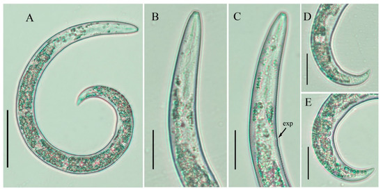 Species Diversity of Pin Nematodes (Paratylenchus spp.) from Potato ...