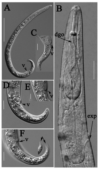 Species Diversity of Pin Nematodes (Paratylenchus spp.) from Potato ...
