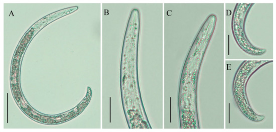 Species Diversity of Pin Nematodes (Paratylenchus spp.) from Potato ...