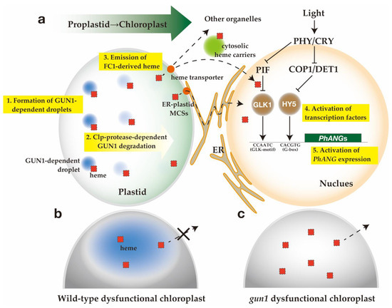 The Role of Tetrapyrrole- and GUN1-Dependent Signaling on Chloroplast ...