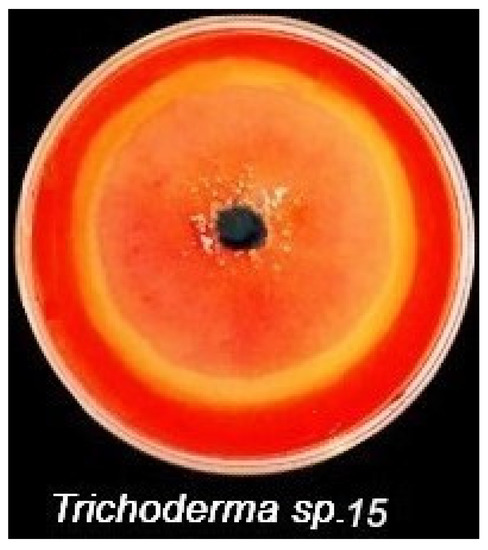 Crude Citric Acid of Trichoderma asperellum: Tomato Growth Promotor and ...