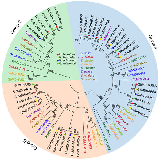 Genome-Wide Analysis of MDHAR Gene Family in Four Cotton Species ...