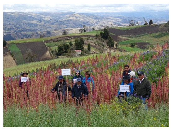 Quinoa in Ecuador: Recent Advances under Global Expansion