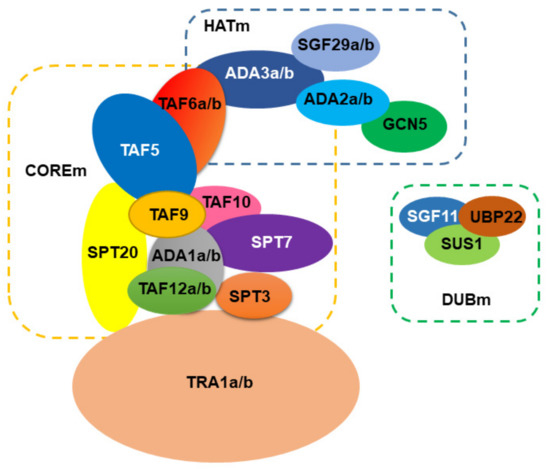 The Histone Acetyltransferase GCN5 and the Associated Coactivators ADA2 ...