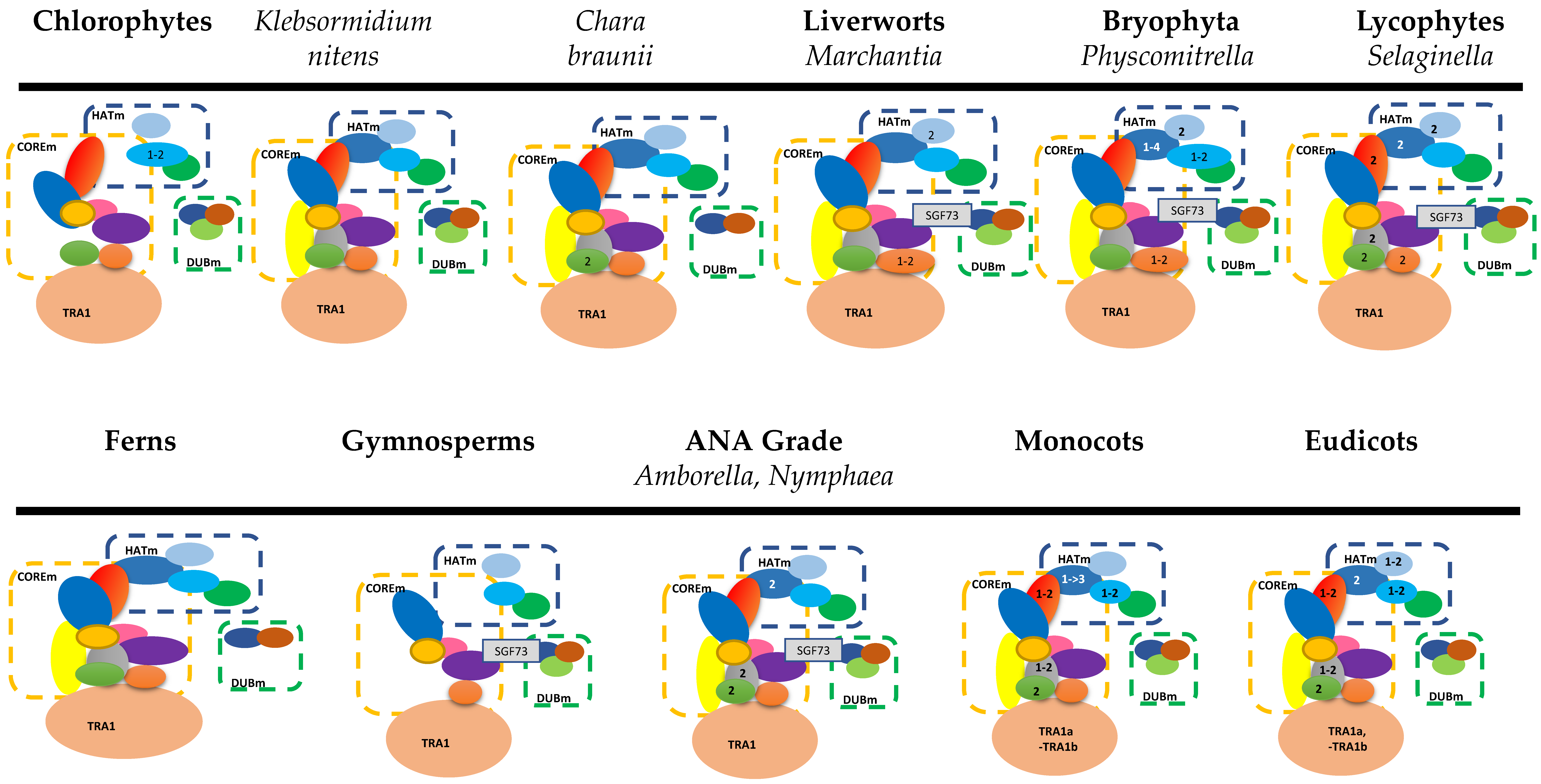 The Histone Acetyltransferase GCN5 and the Associated Coactivators ADA2 ...