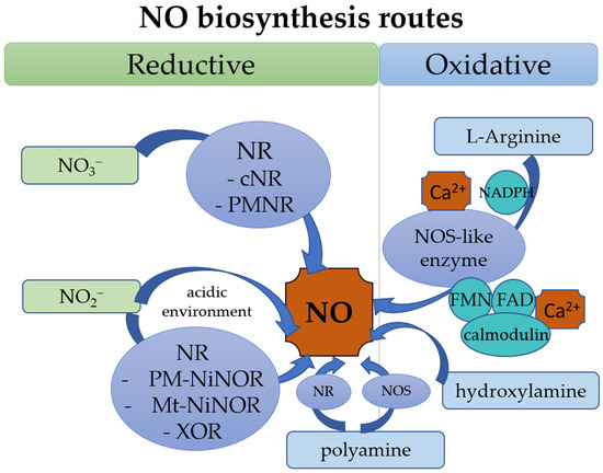 Plants | Free Full-Text | Plant Nitric Oxide Signaling under Drought Stress