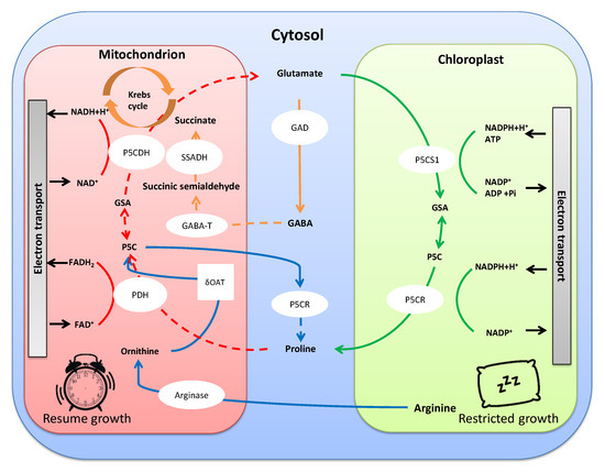 A Beginner’s Guide to Osmoprotection by Biostimulants