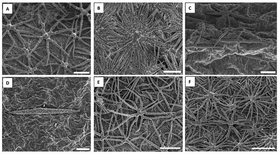 Plants | Special Issue : Metallophytes