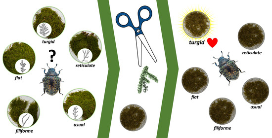 Plants | Free Full-Text | Could Bryophagous Beetles (Coleoptera ...