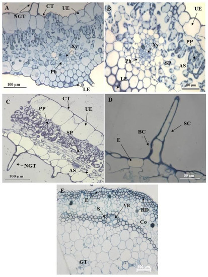 Micromorphology, Ultrastructure and Histochemistry of Commelina ...