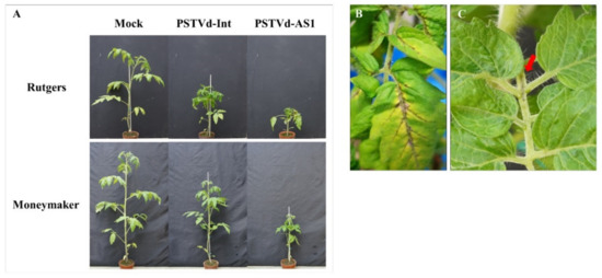 Plants | Special Issue : Plants Viroid/Viruses: Insight into Genome and ...