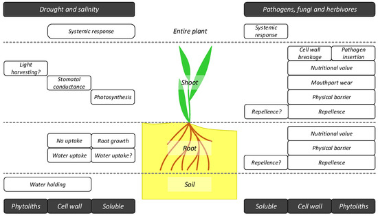 Silicon in the Soil–Plant Continuum: Intricate Feedback Mechanisms ...