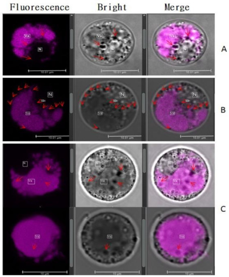 Subcellular Localization and Vesicular Structures of Anthocyanin ...