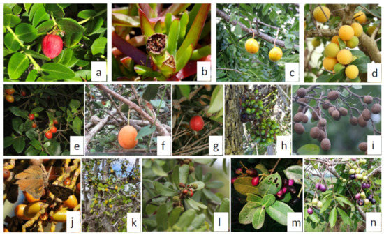 Proximate Analyses and Amino Acid Composition of Selected Wild ...