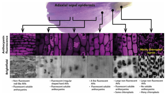 Natural Blues: Structure Meets Function in Anthocyanins