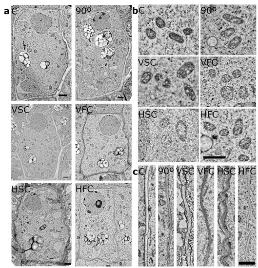 Plants | Free Full-Text | Analysis of Graviresponse and Biological ...