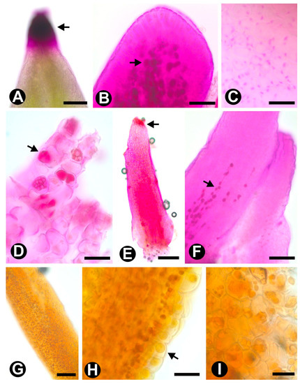 Plants | Special Issue : Plant Secretory Structures