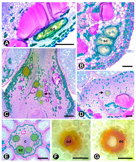 Uncovering the Neglected Floral Secretory Structures of Rhamnaceae and ...