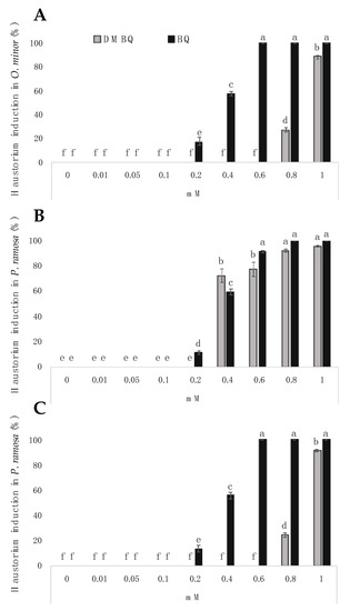 Effects of Benzoquinones on Radicles of Orobanche and Phelipanche Species