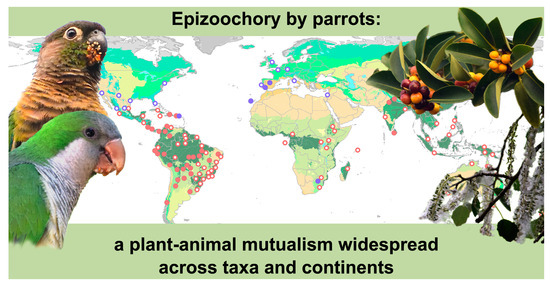 Plants | Free Full-Text | Epizoochory in Parrots as an Overlooked Yet ...
