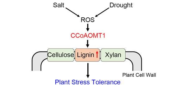 Plants | Free Full-Text | Arabidopsis CCoAOMT1 Plays a Role in Drought ...