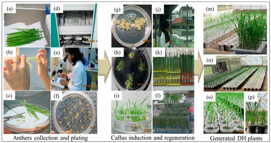 Improved Anther Culture Media for Enhanced Callus Formation and Plant ...