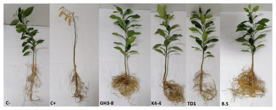 Potential Role of Rhizobacteria Isolated from Citrus Rhizosphere for ...