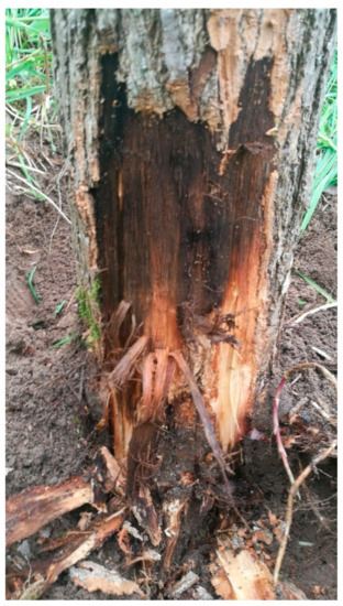Mycobiota Associated with the Vascular Wilt of Poplar