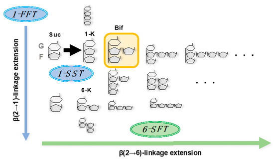 Fructan Structure and Metabolism in Overwintering Plants