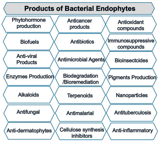 Harnessing Bacterial Endophytes for Promotion of Plant Growth and ...