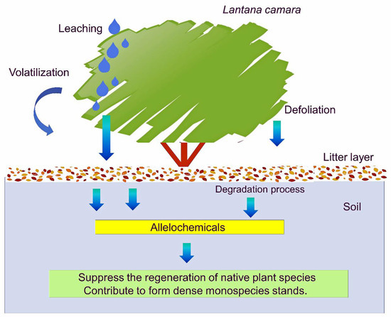 Allelopathy of Lantana camara as an Invasive Plant