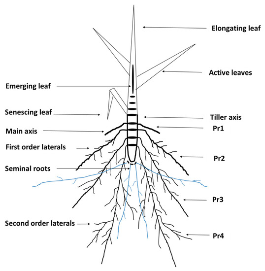 Plants | Free Full-Text | PEG-Induced Osmotic Stress Alters Root ...