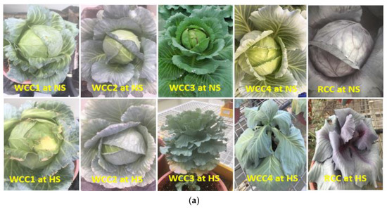 The Impact of Heat Stress on Morpho-Physiological Response and ...