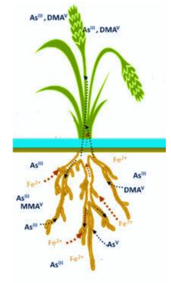 Understanding Potential Heavy Metal Contamination, Absorption ...